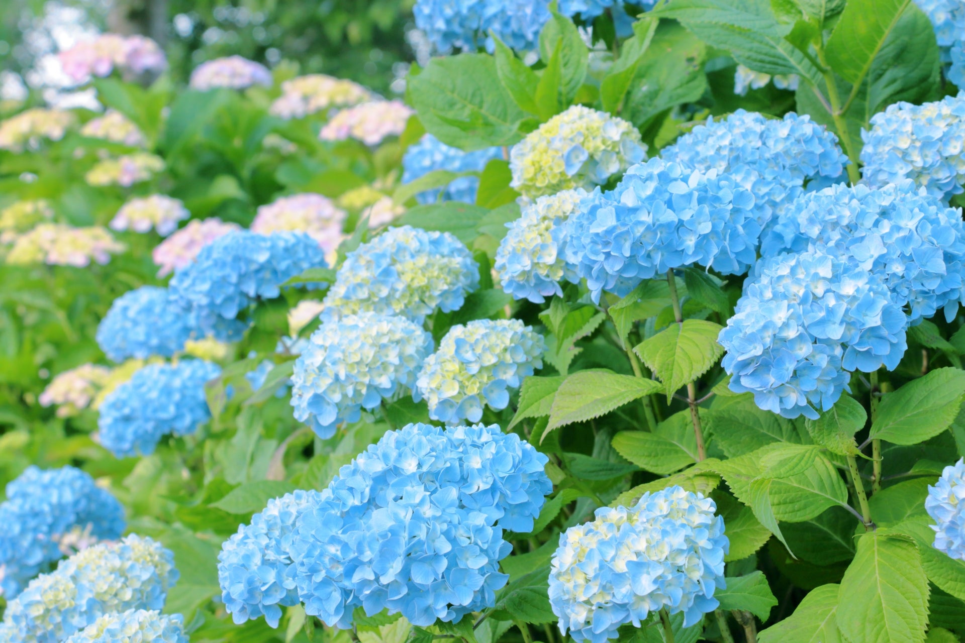 【スタッフのおすすめ】あじさいの日におすすめ！長靴用アイテム特集 – Shoesfit